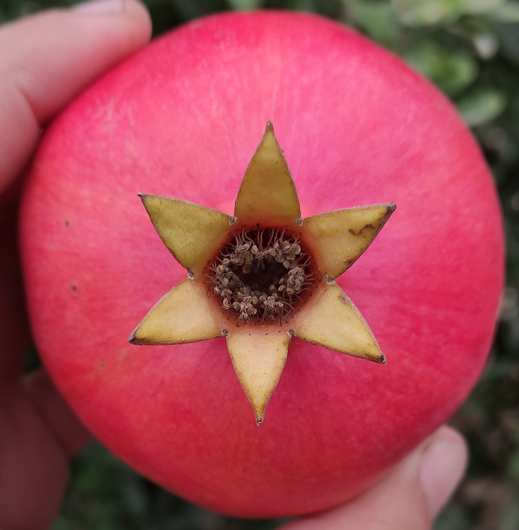 משק תושיה – משק ויקב תושיה