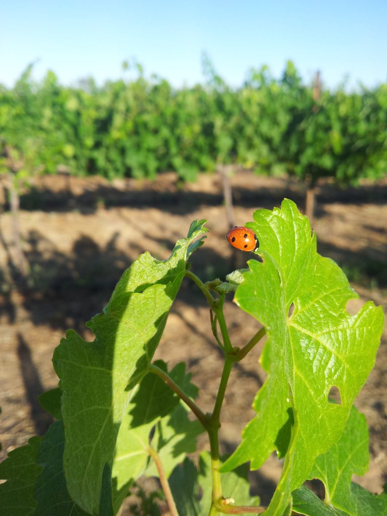 משק תושיה – משק ויקב תושיה