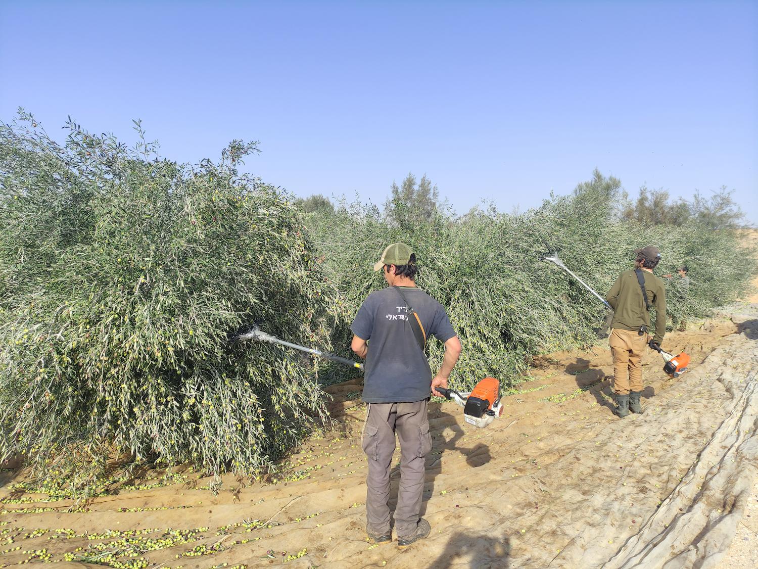 משק תושיה – משק ויקב תושיה